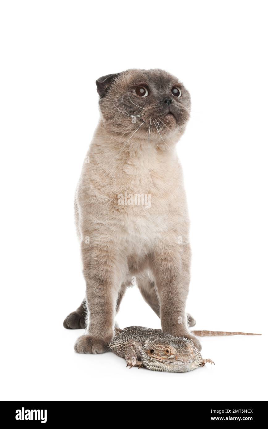 Cute Scottish fold cat and bearded lizard on white background. Funny ...