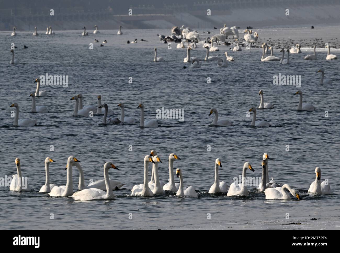 BAZHOU, CHINA - FEBRUARY 1, 2023 - Swans swim in the kongque river in ...