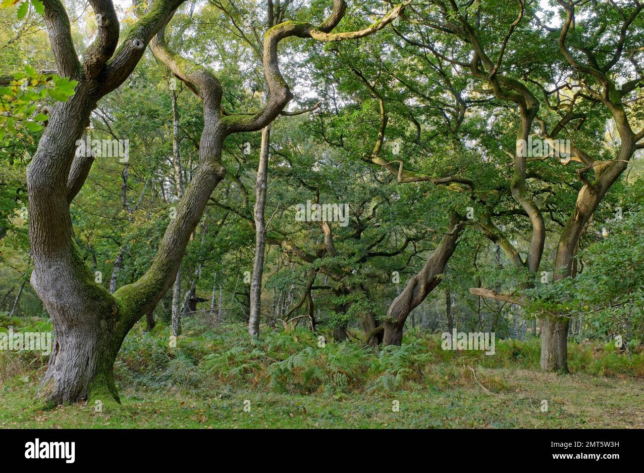 The oak trees at Brocton Coppice, England in early evening light Stock ...