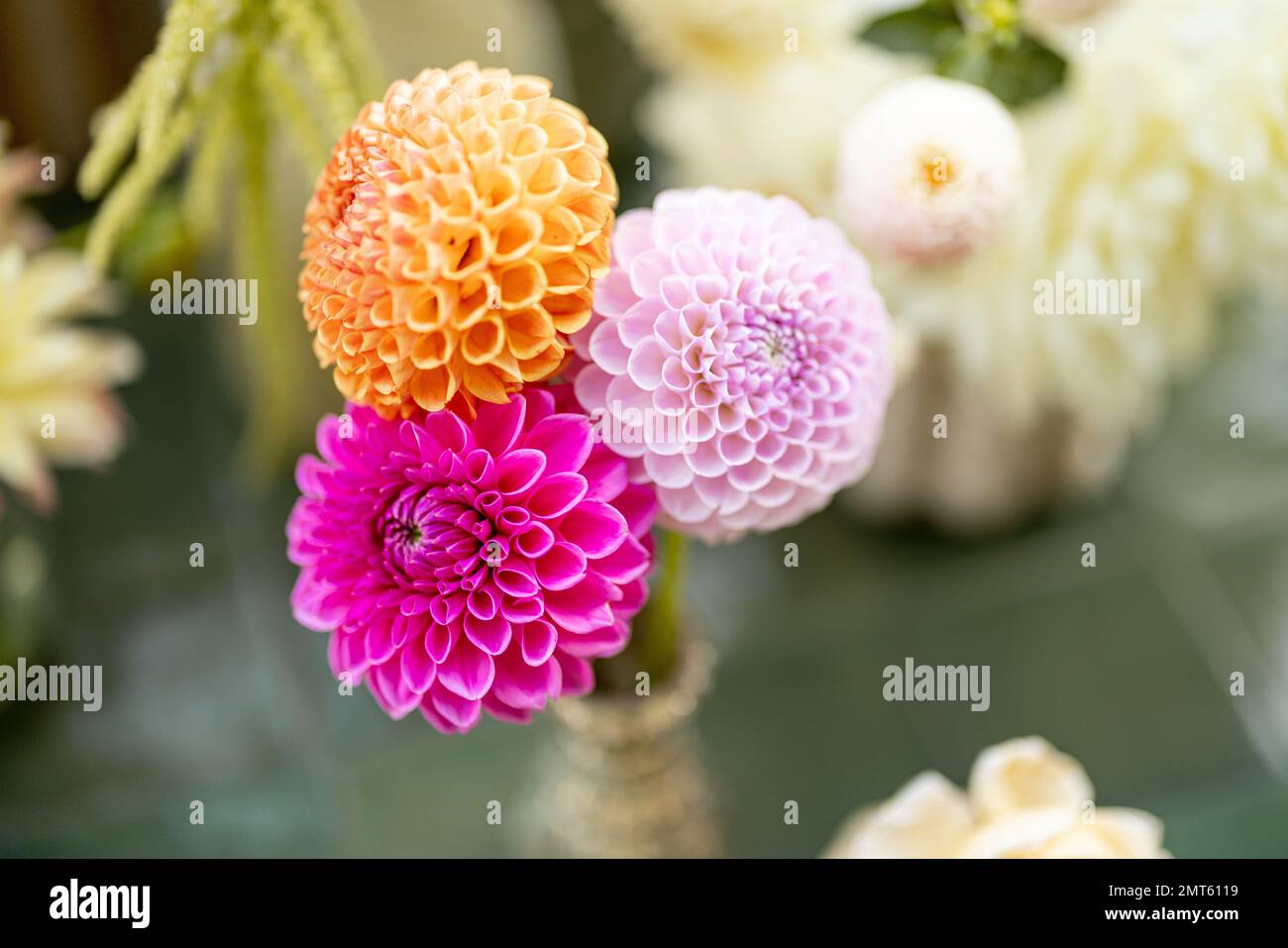 Cuted flowers hi-res stock photography and images - Alamy