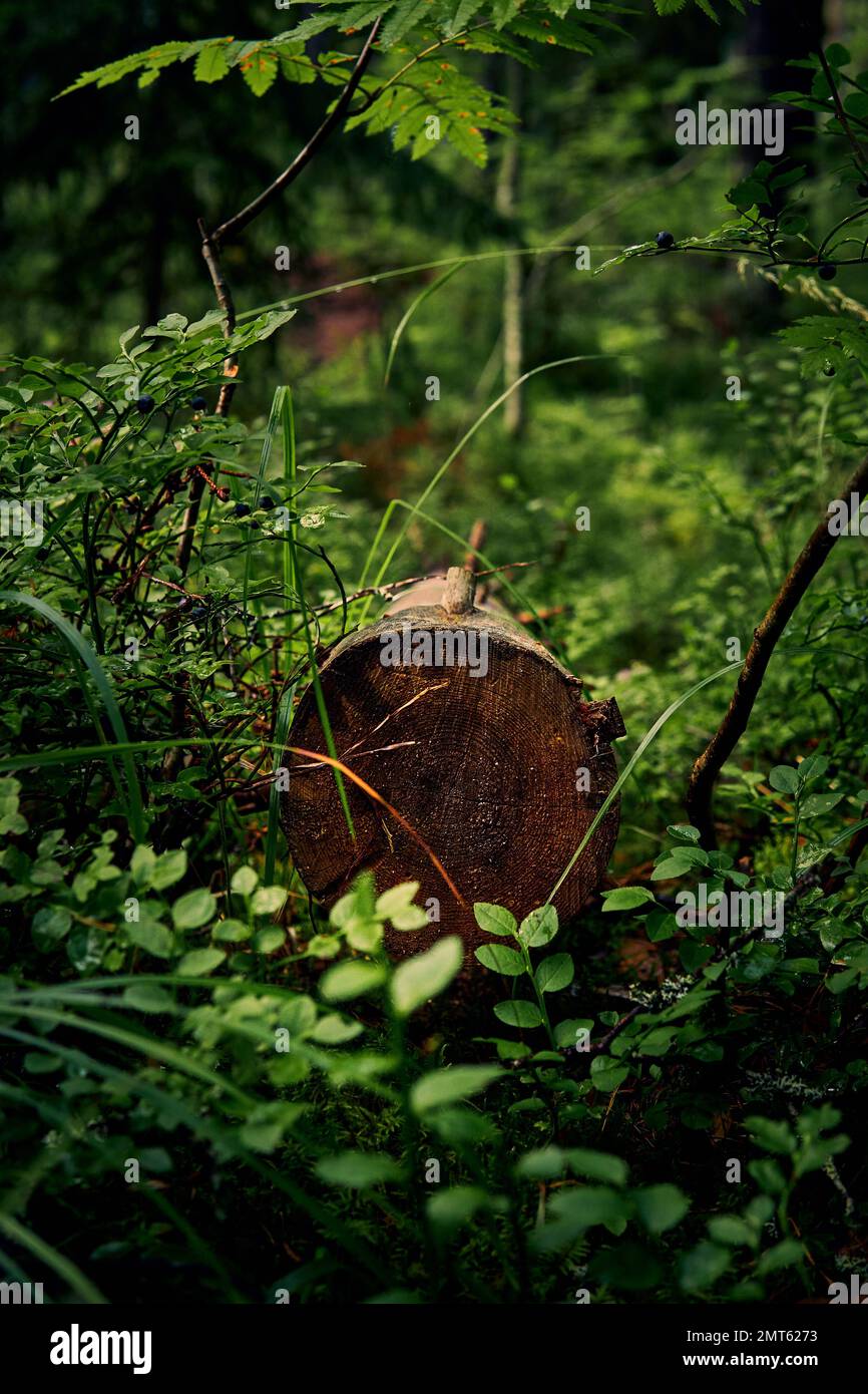 A vertical shot of a log on the ground surrounded by forest vegetation ...