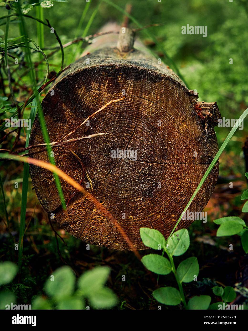 A vertical shot of a log on the ground surrounded by forest vegetation ...