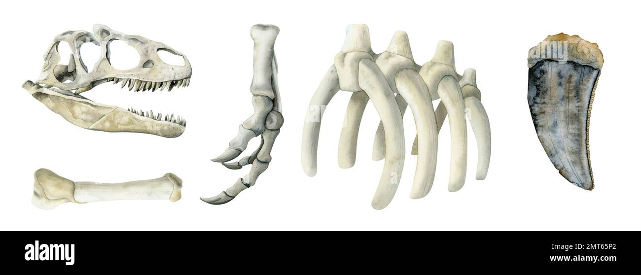 Hand drawn dinosaur bones illustration set. Tyrannosaurus Rex ...