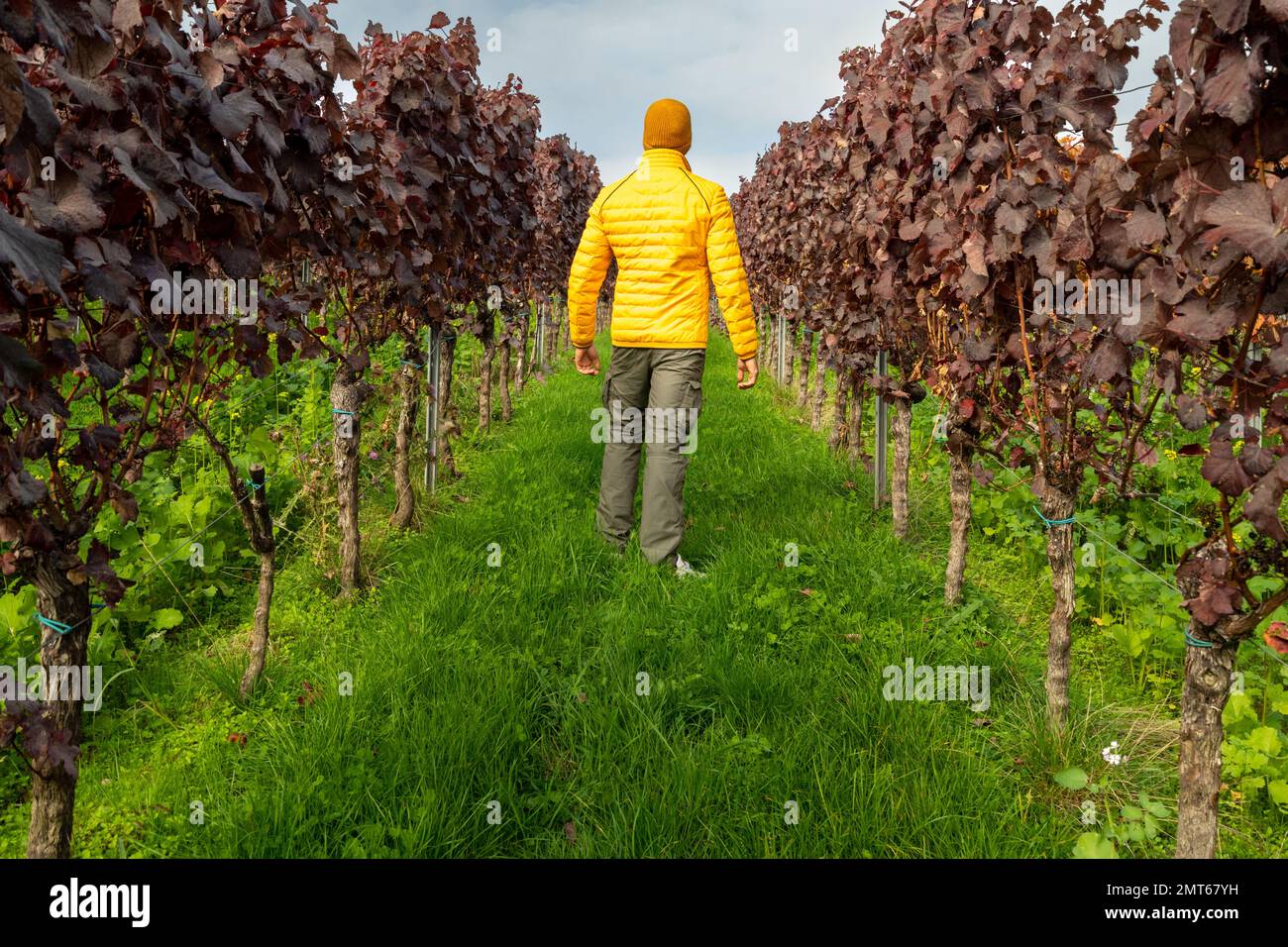 A back view of a person walking down a garden with rows of trees Stock ...