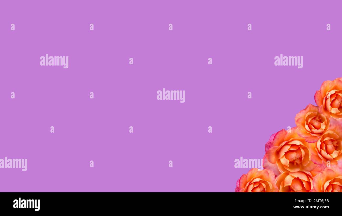 A frame with roses on a left side corner isolated on purple background ...