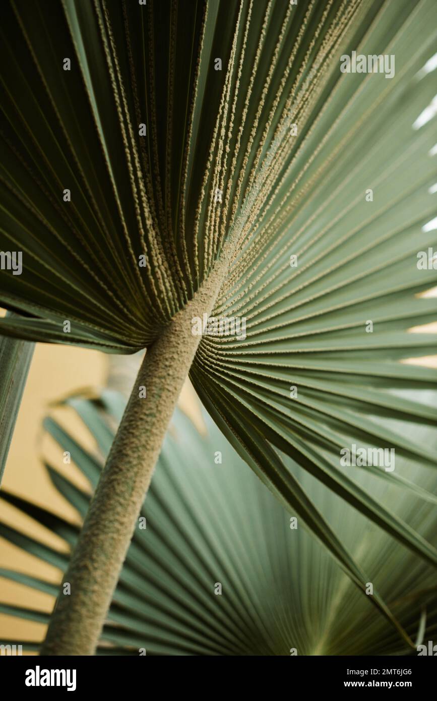 Fan leaved palm tree hi-res stock photography and images - Alamy