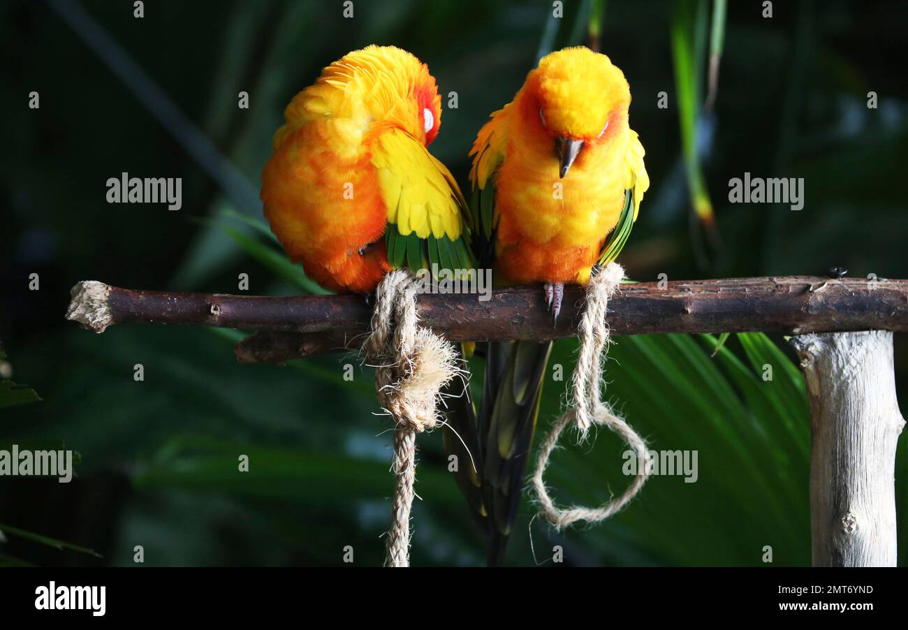 Two Sun conures rest at The Green Planet, an indoor rain forest, in ...
