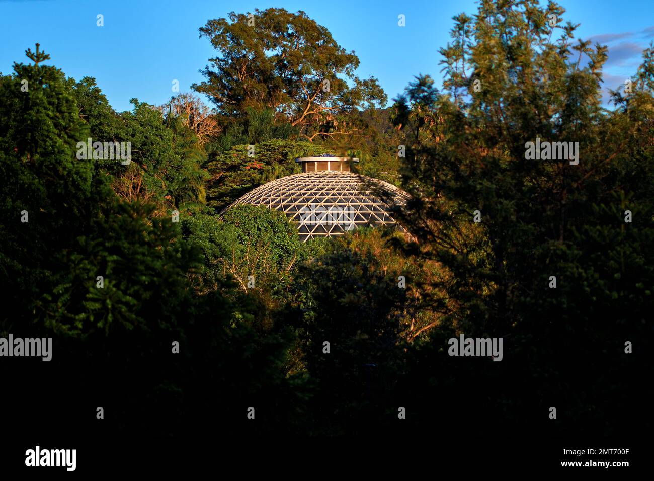A high-angle of Mount Coot-tha botanic gardens through trees on a sunny ...