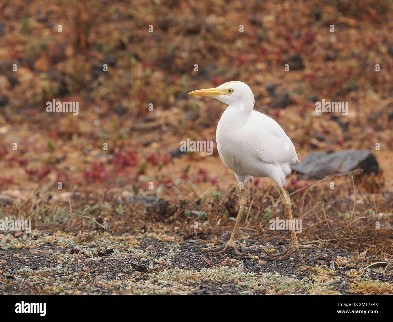 Birds with orange legs hi-res stock photography and images - Alamy