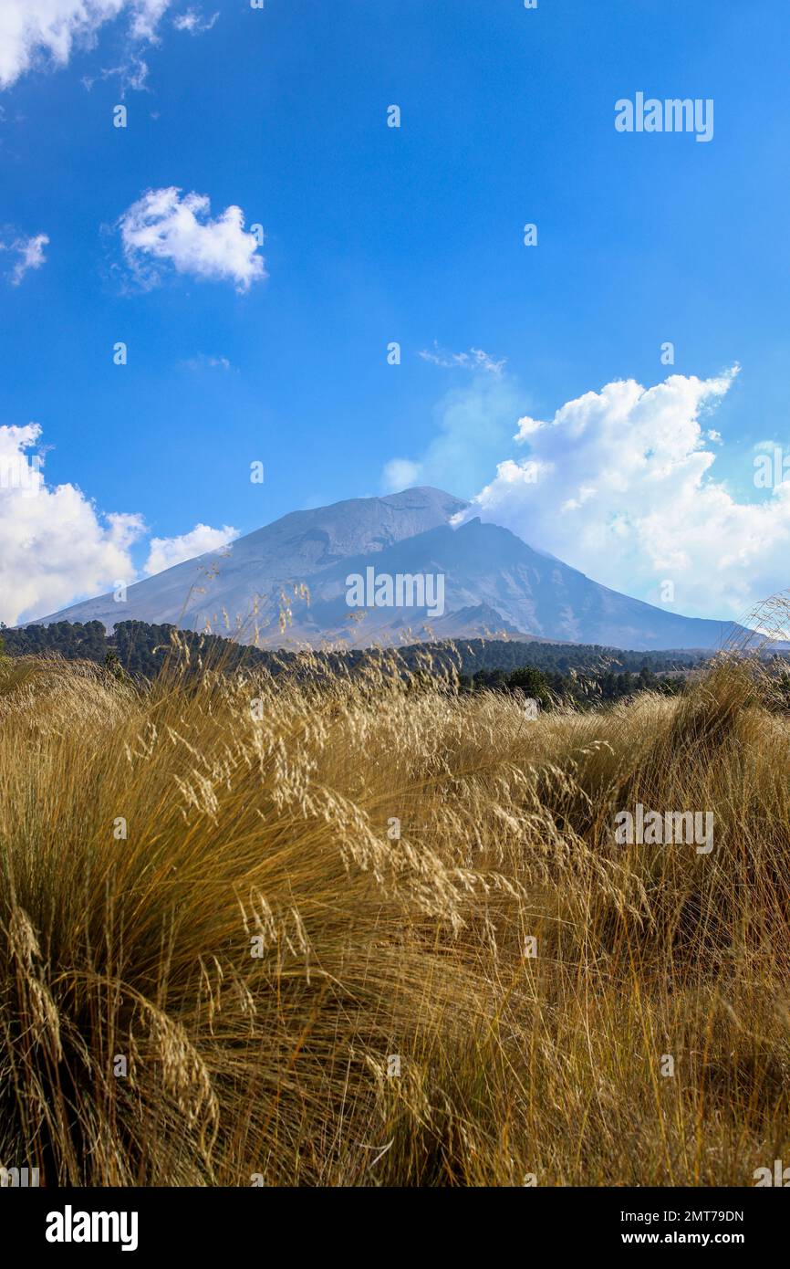 A vertical shot of tall grass with Popocatepetl volcano in the ...