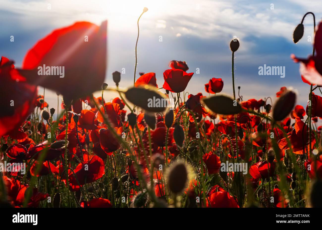 Poppy on sky background. Anzac day. Poppy field, Remembrance day ...