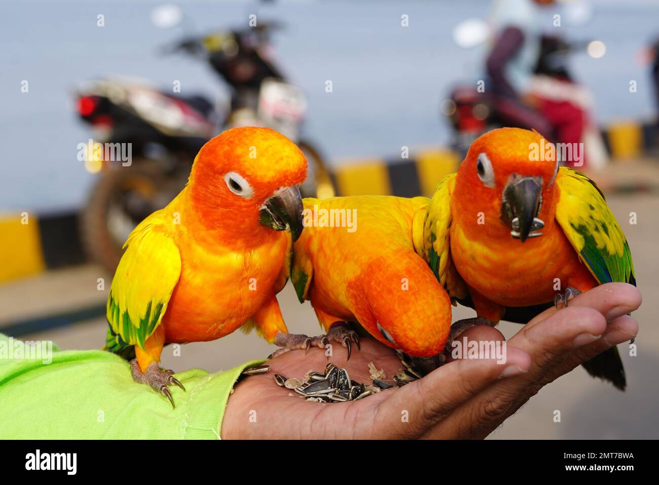 A closeup view of beautiful Sun Conures eating sunflower seed from a ...