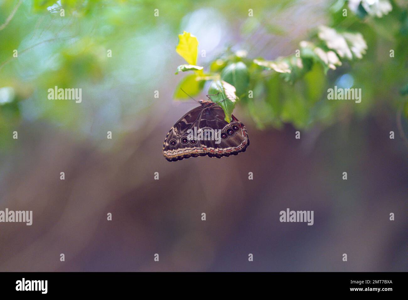 A shallow focus shot of a Blue morpho butterfly hanging from green tree ...