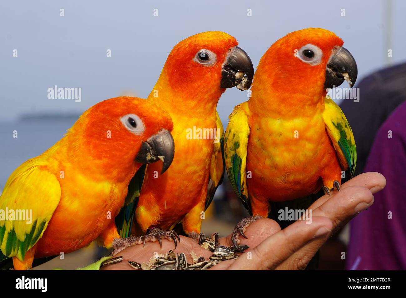 Sun conures hi-res stock photography and images - Alamy