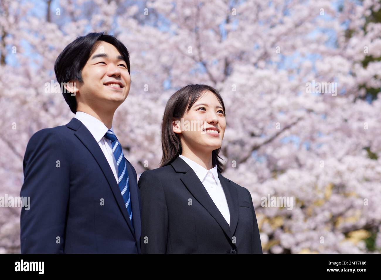 Japanese freshmen with cherry blossoms in full bloom Stock Photo - Alamy