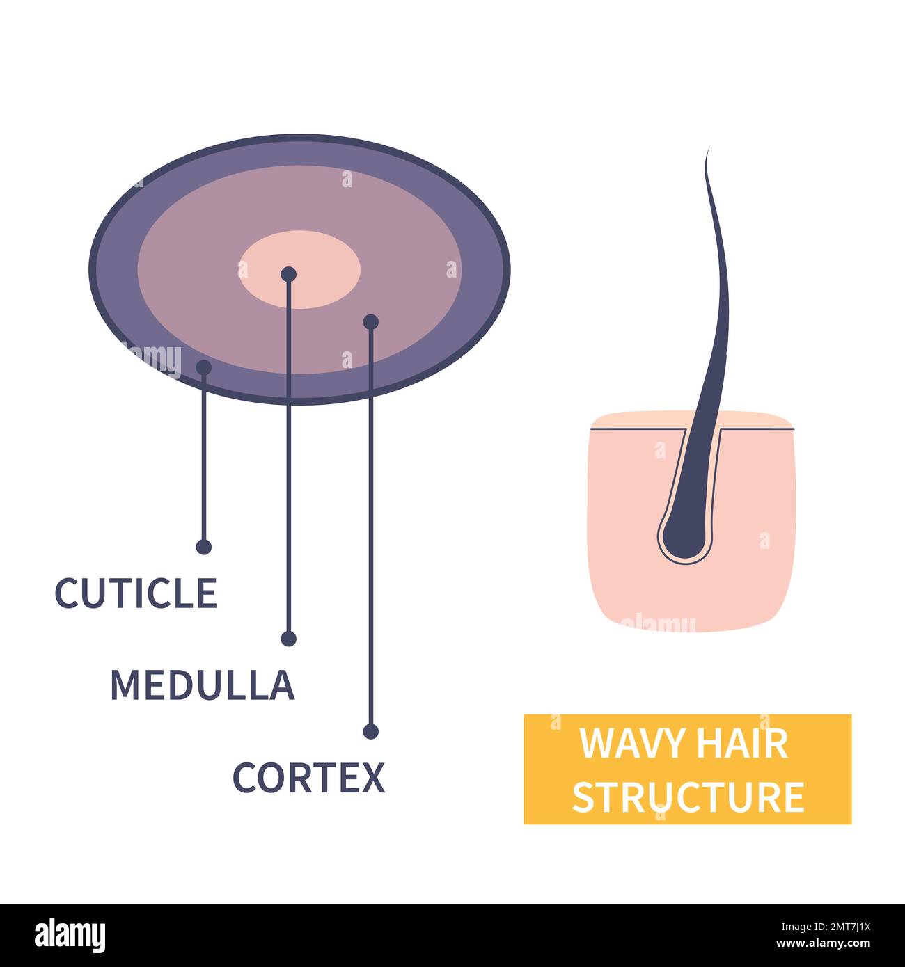 Wavy hair strand anatomical structure educational poster Stock Vector ...