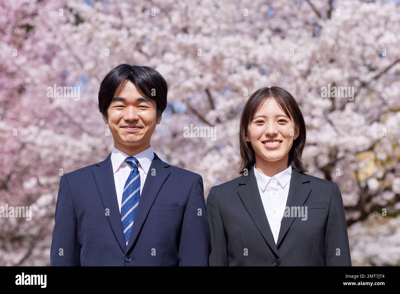 Japanese freshmen with cherry blossoms in full bloom Stock Photo - Alamy