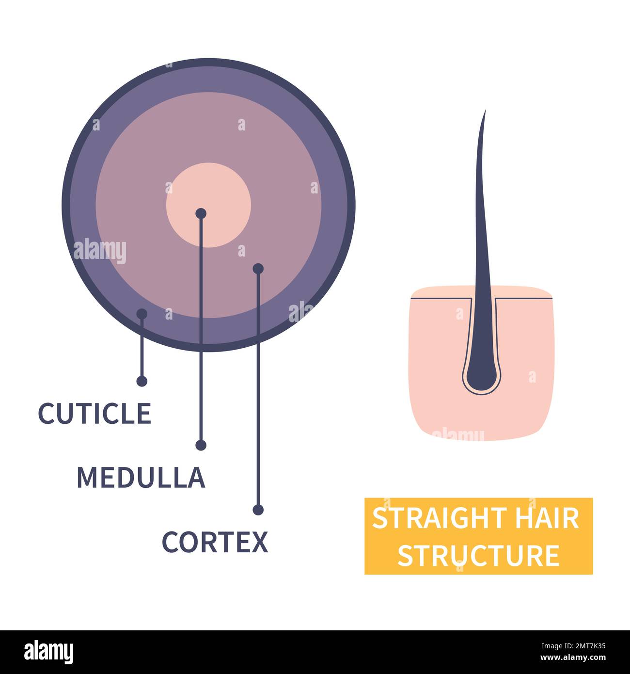 Straight hair strand anatomical structure educational poster Stock ...