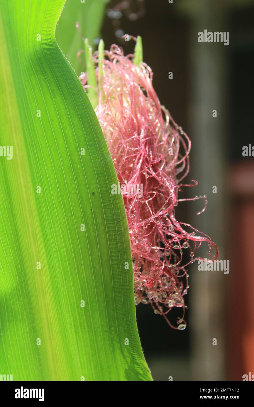 Closeup of red corn silk with morning dew drops Stock Photo - Alamy