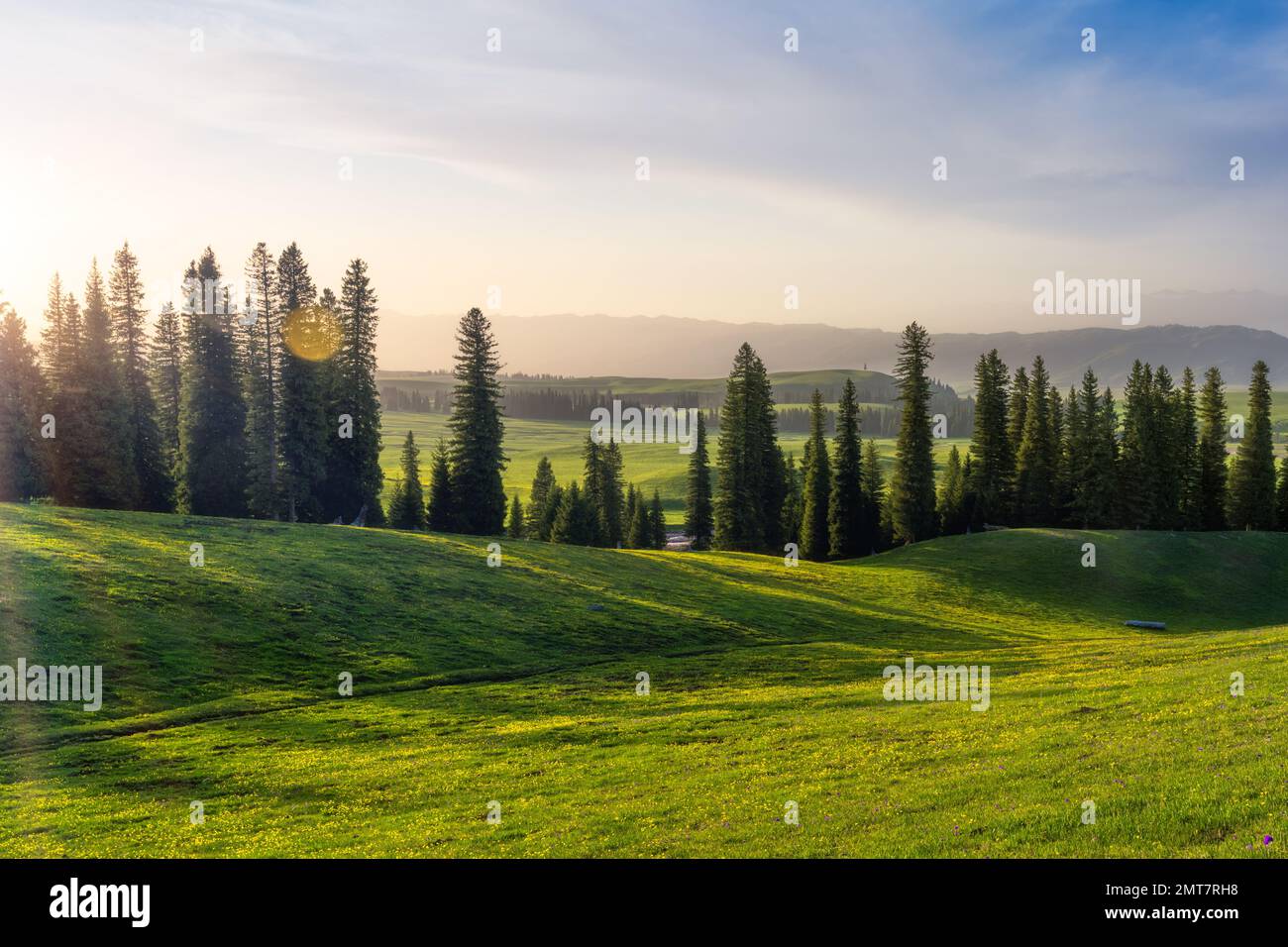 Sunny field with huge tree shadows Stock Photo - Alamy