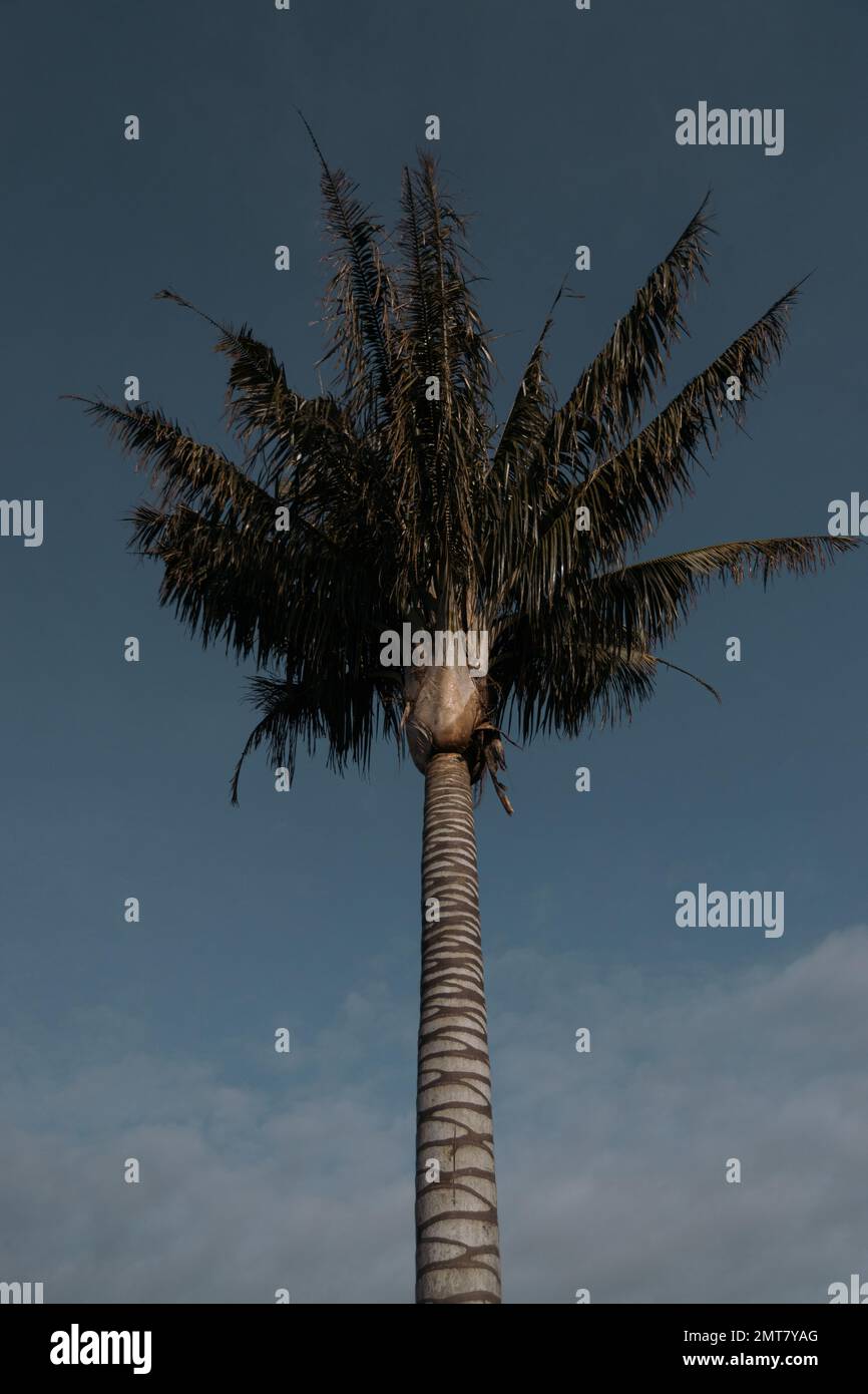 A vertical shot of a palm tree with the background of the sky Stock ...