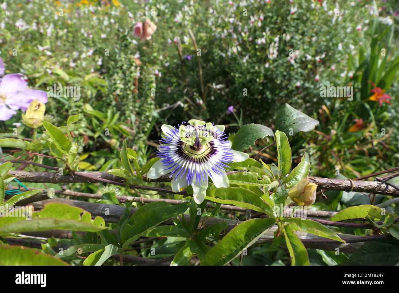 Passiflora in cottage gardens Stock Photo - Alamy
