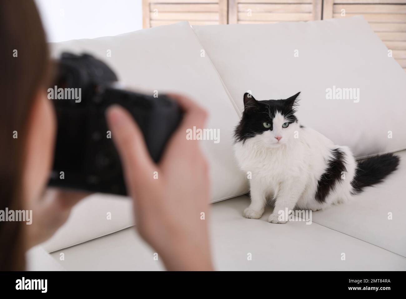 Professional animal photographer taking picture of beautiful cat at ...