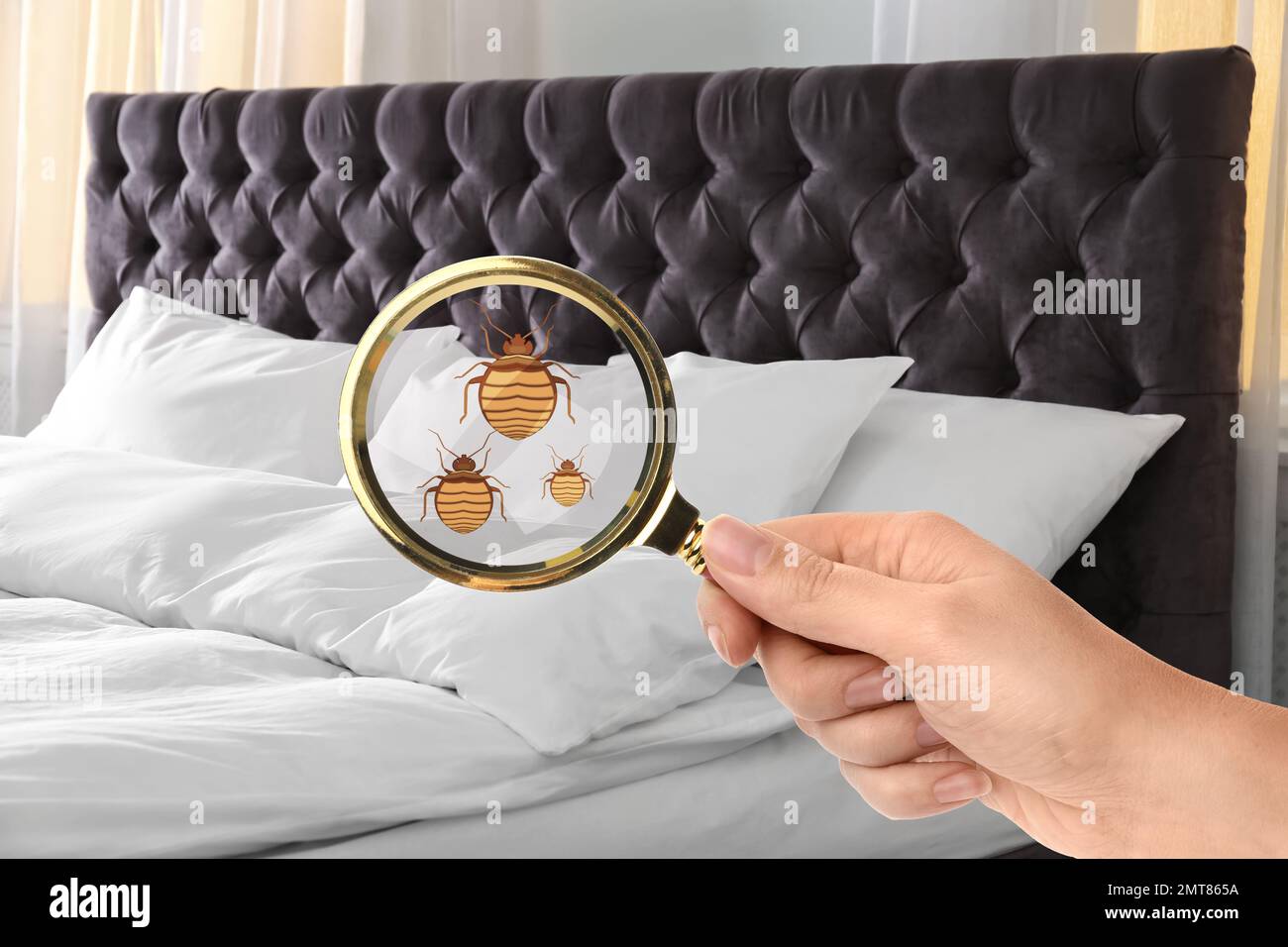 Bed bugs mattress hi-res stock photography and images - Alamy