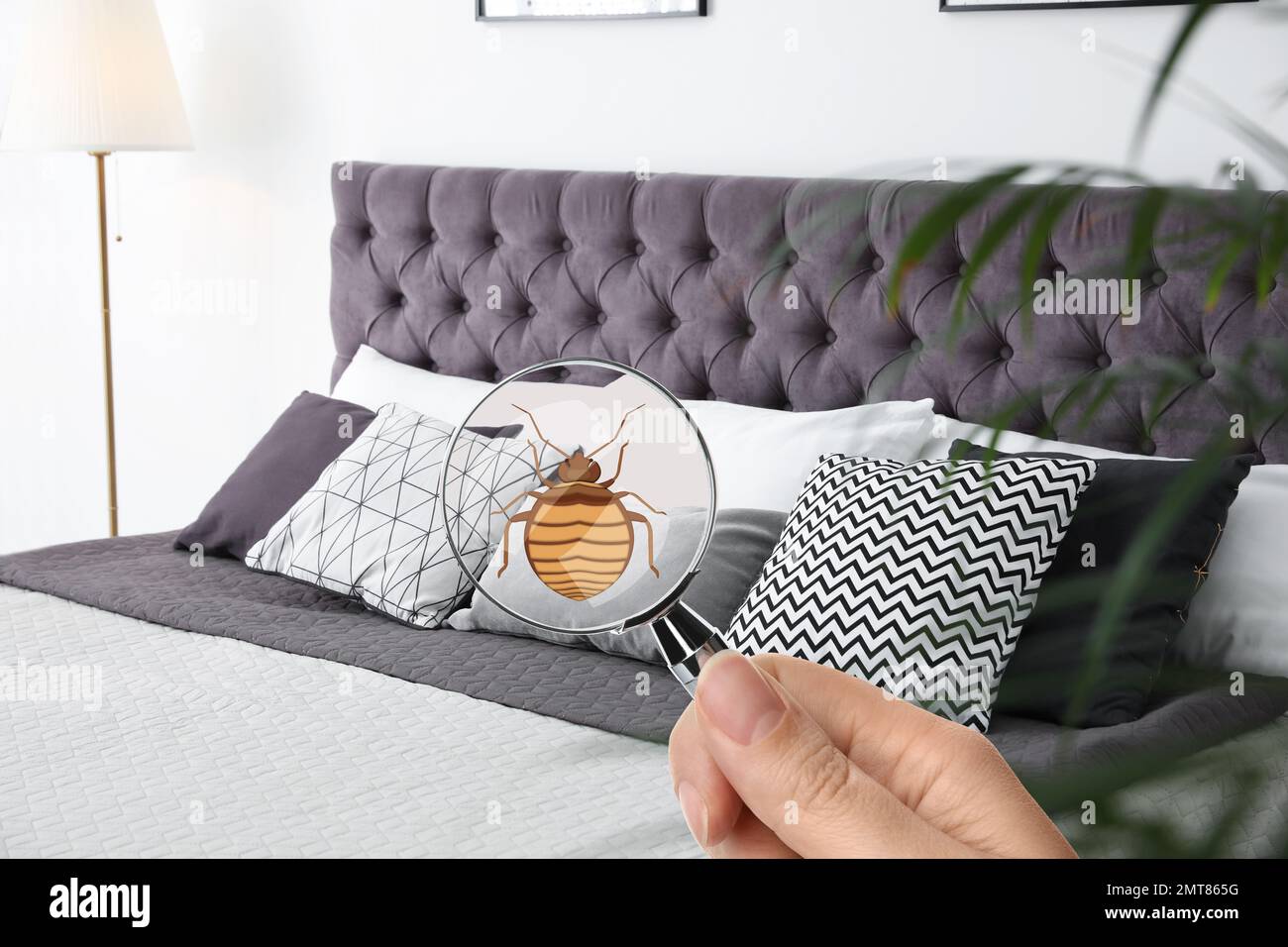 Insect bug magnifying glass hi-res stock photography and images - Alamy
