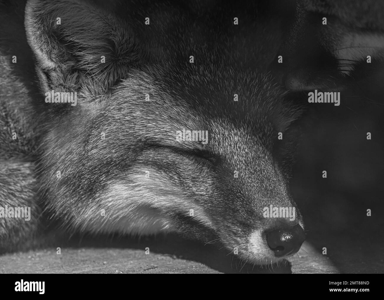 A closeup grayscale of an adorable sleeping fox under the sunshine ...