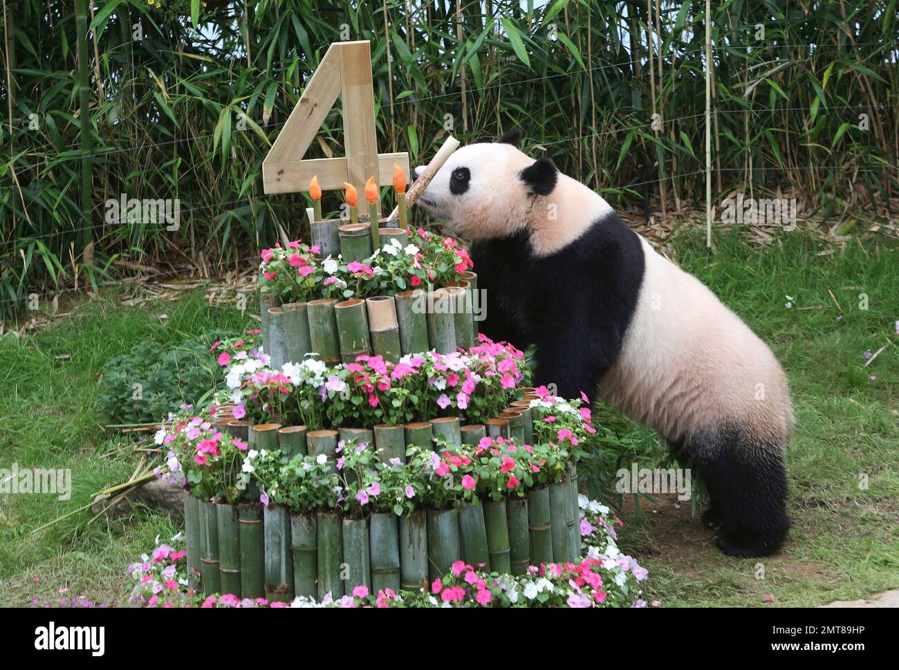 Chinese panda Ai Bao eats a bamboo sprout, leaning on a birthday cake ...