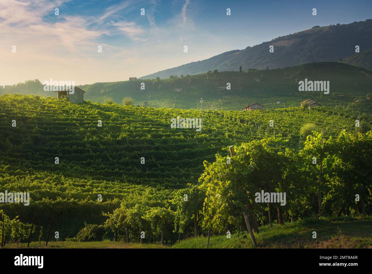 Prosecco vineyard hi-res stock photography and images - Alamy