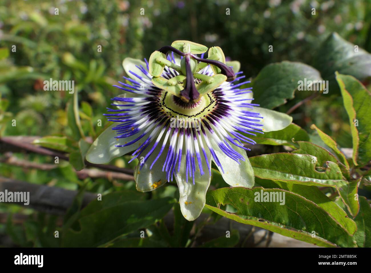 Passiflora in cottage gardens Stock Photo - Alamy