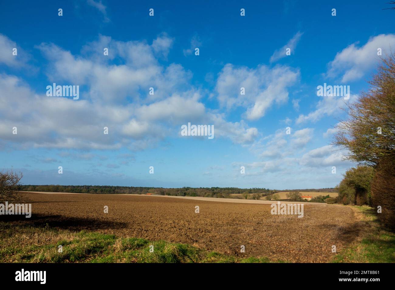 Norfolk fields hi-res stock photography and images - Alamy