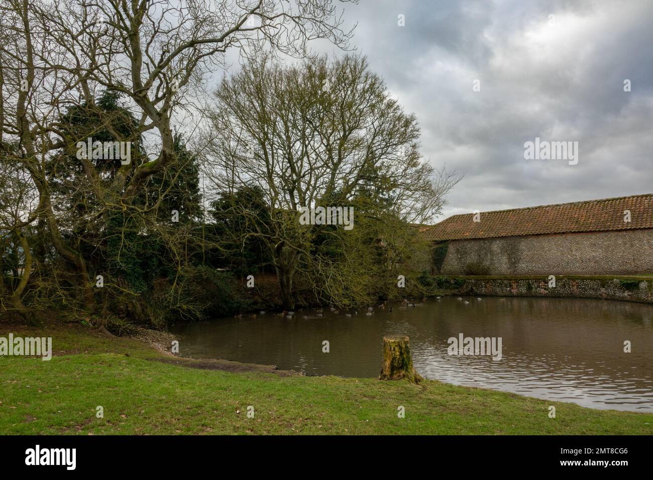 Farm yard pond Stock Photo - Alamy