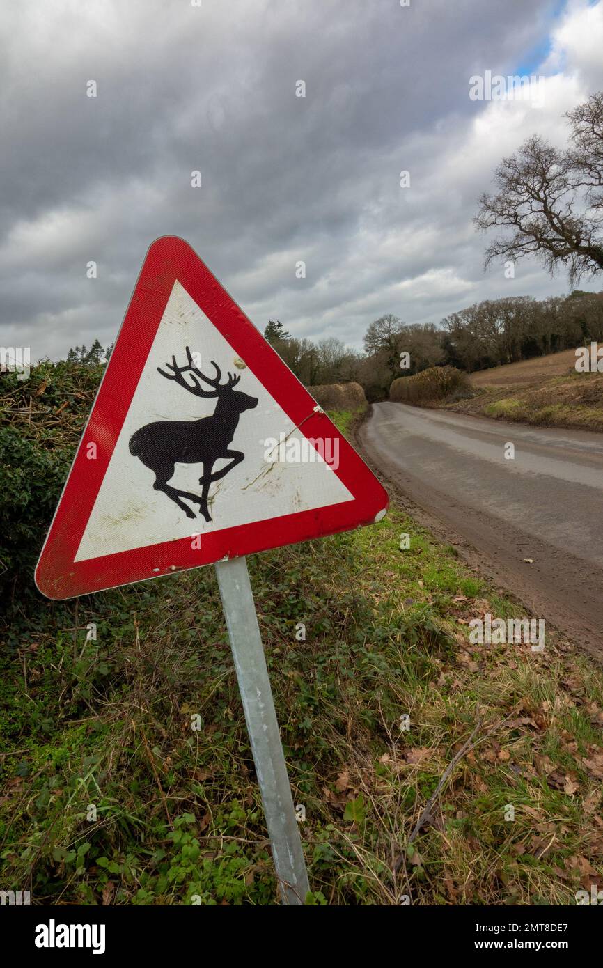 Deer Road Sign, Country lane, Norfolk Stock Photo - Alamy