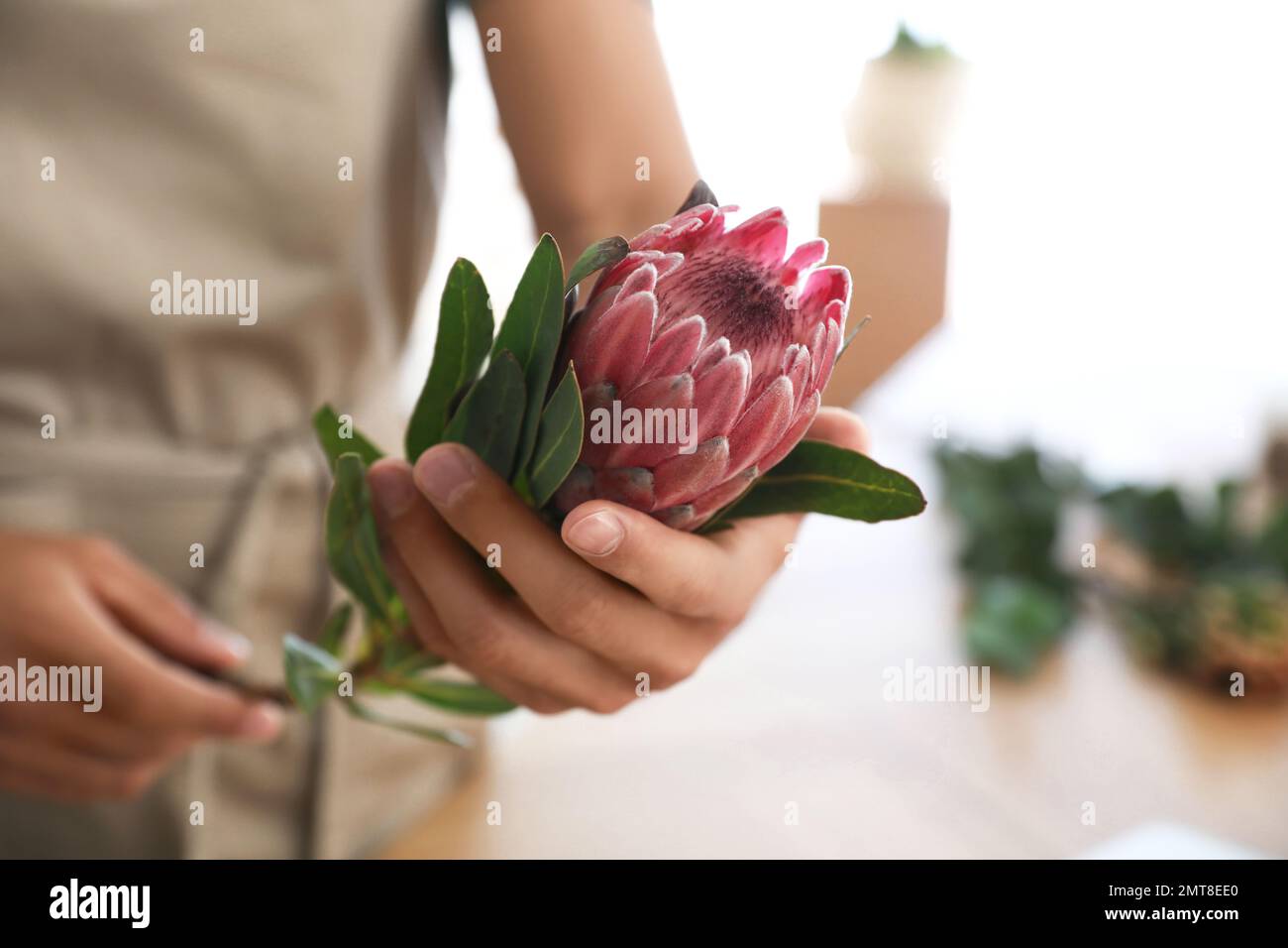 Protea flower craft hi-res stock photography and images - Alamy