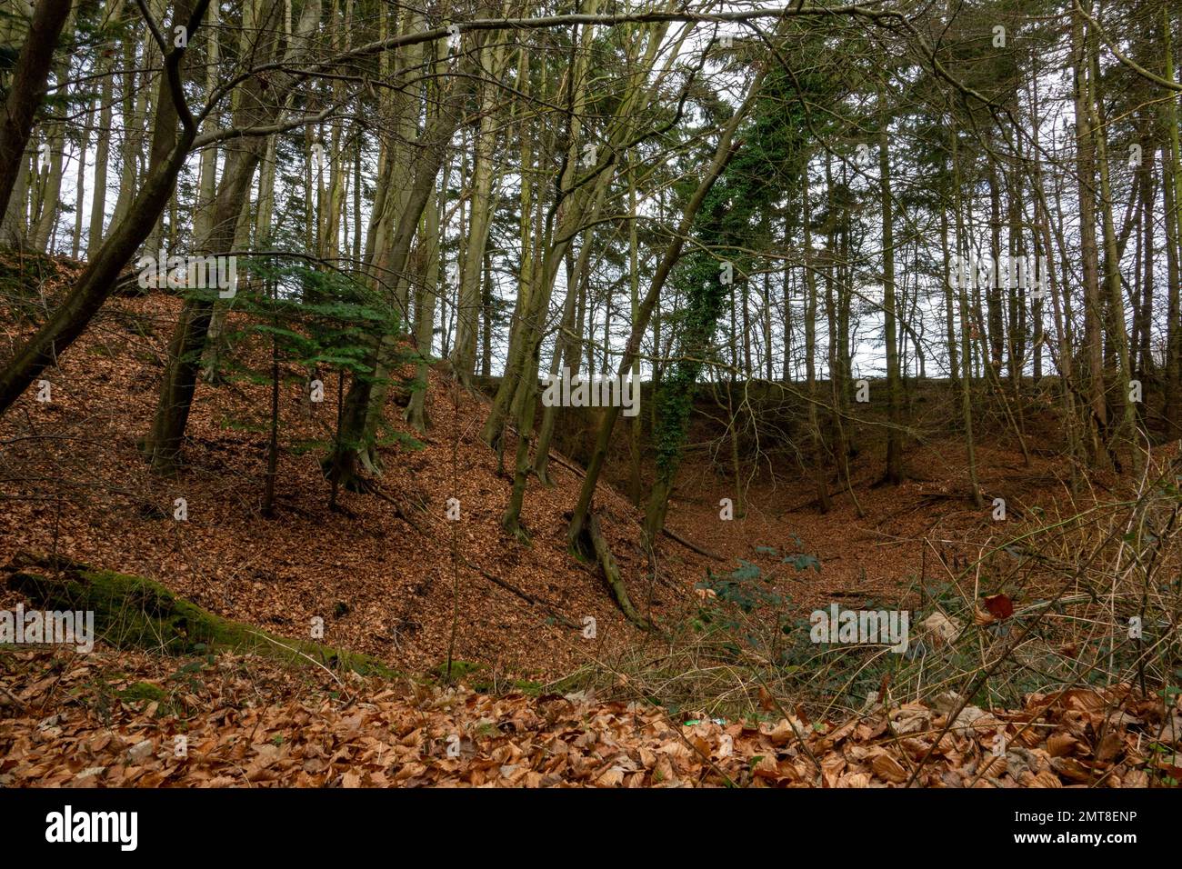 Woodland, copse, dell, Norfolk Stock Photo - Alamy