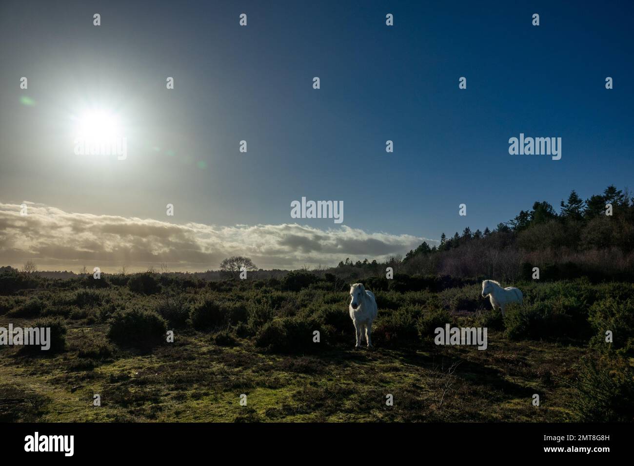 Holt Country Park, Holt Lowes Stock Photo - Alamy