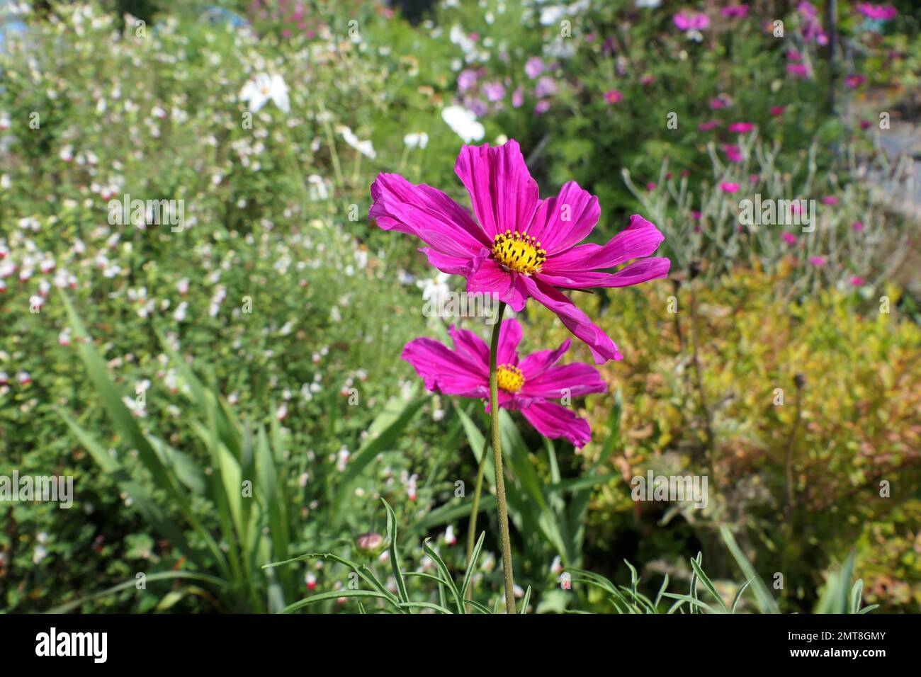 Densely packed flower beds full of decorative plants hi-res stock ...