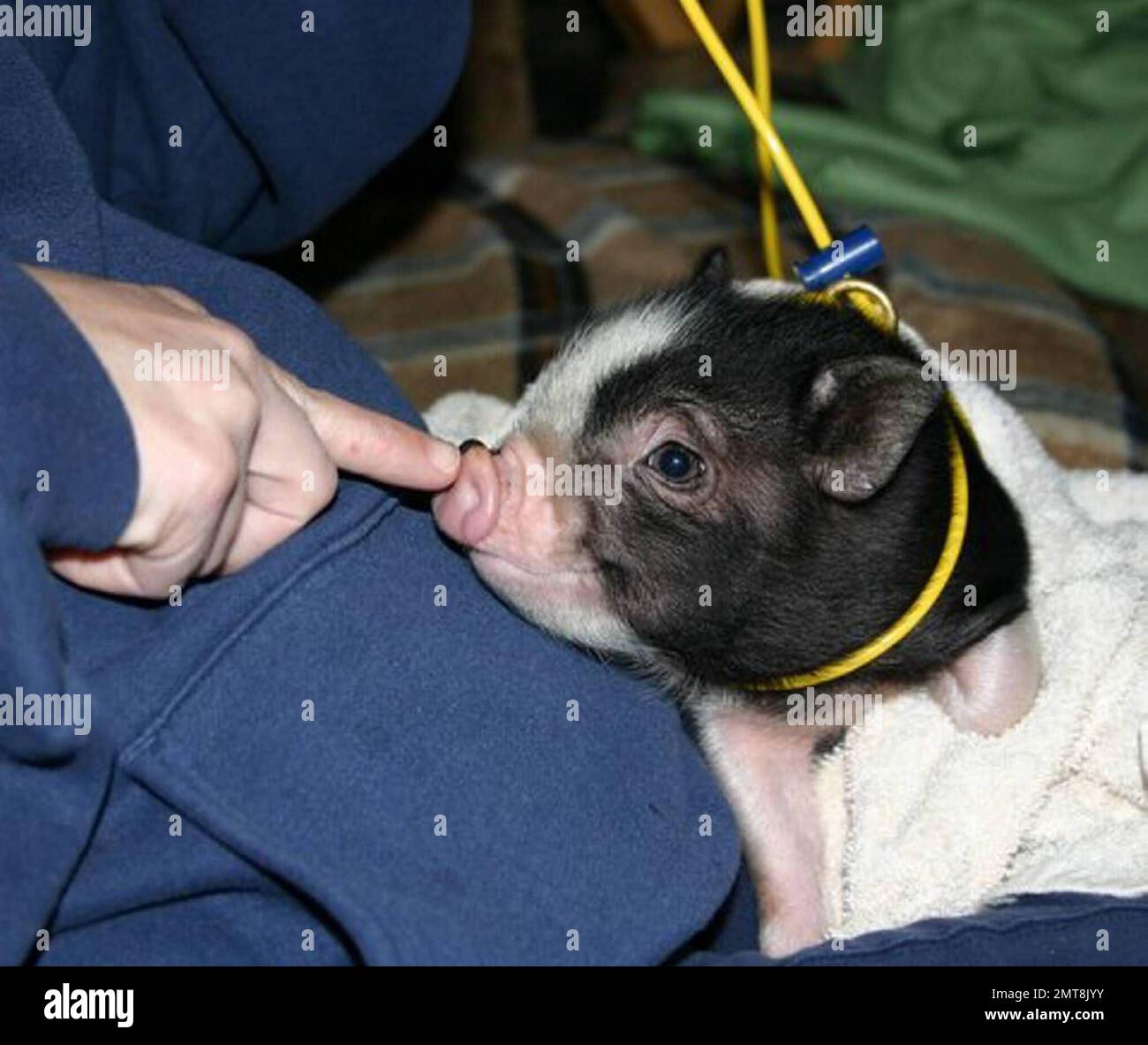 EXCLUSIVE!! This is Paris Hilton's adorable new pet Princess Pigelette ...