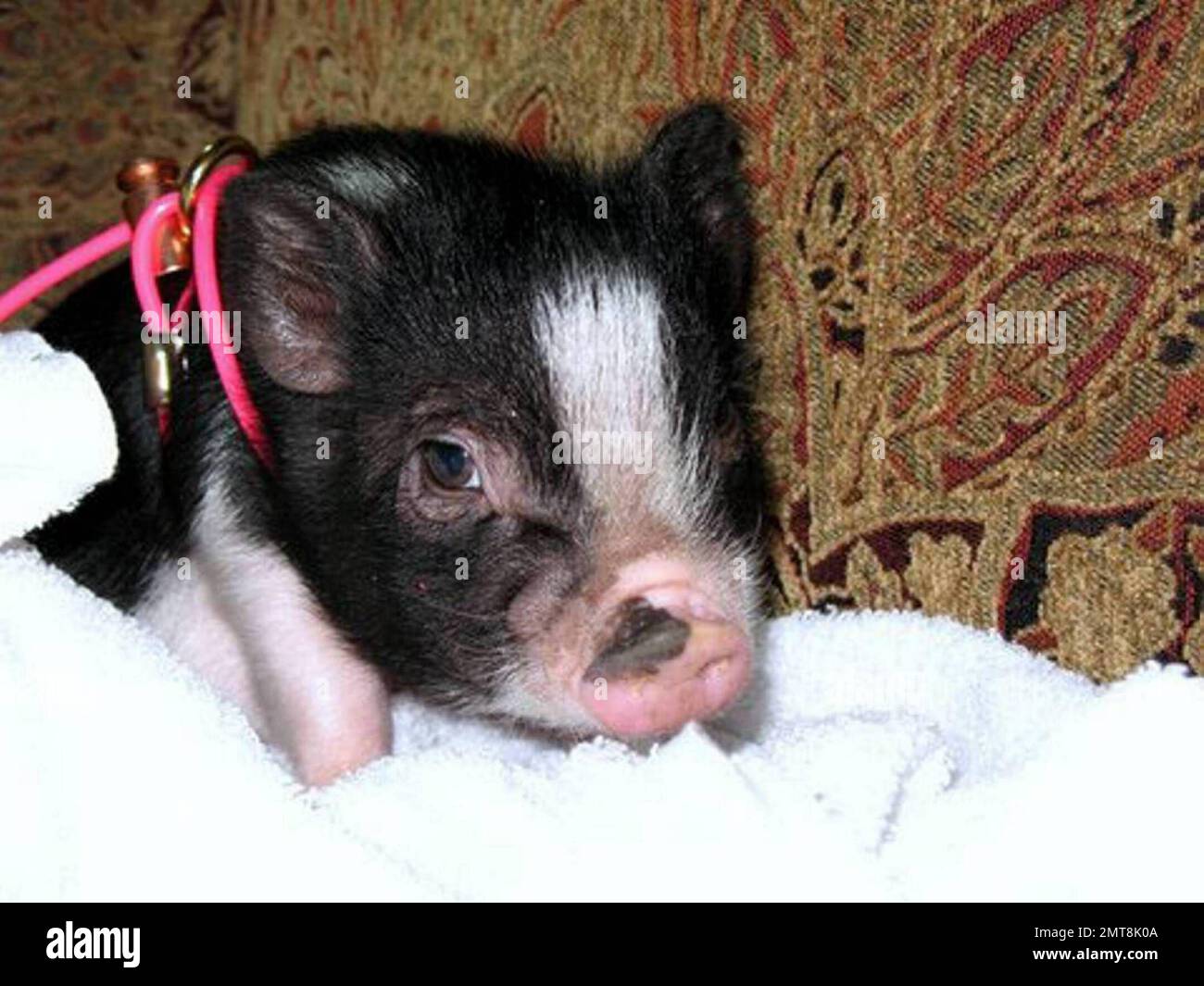 EXCLUSIVE!! This is Paris Hilton's adorable new pet Princess Pigelette ...