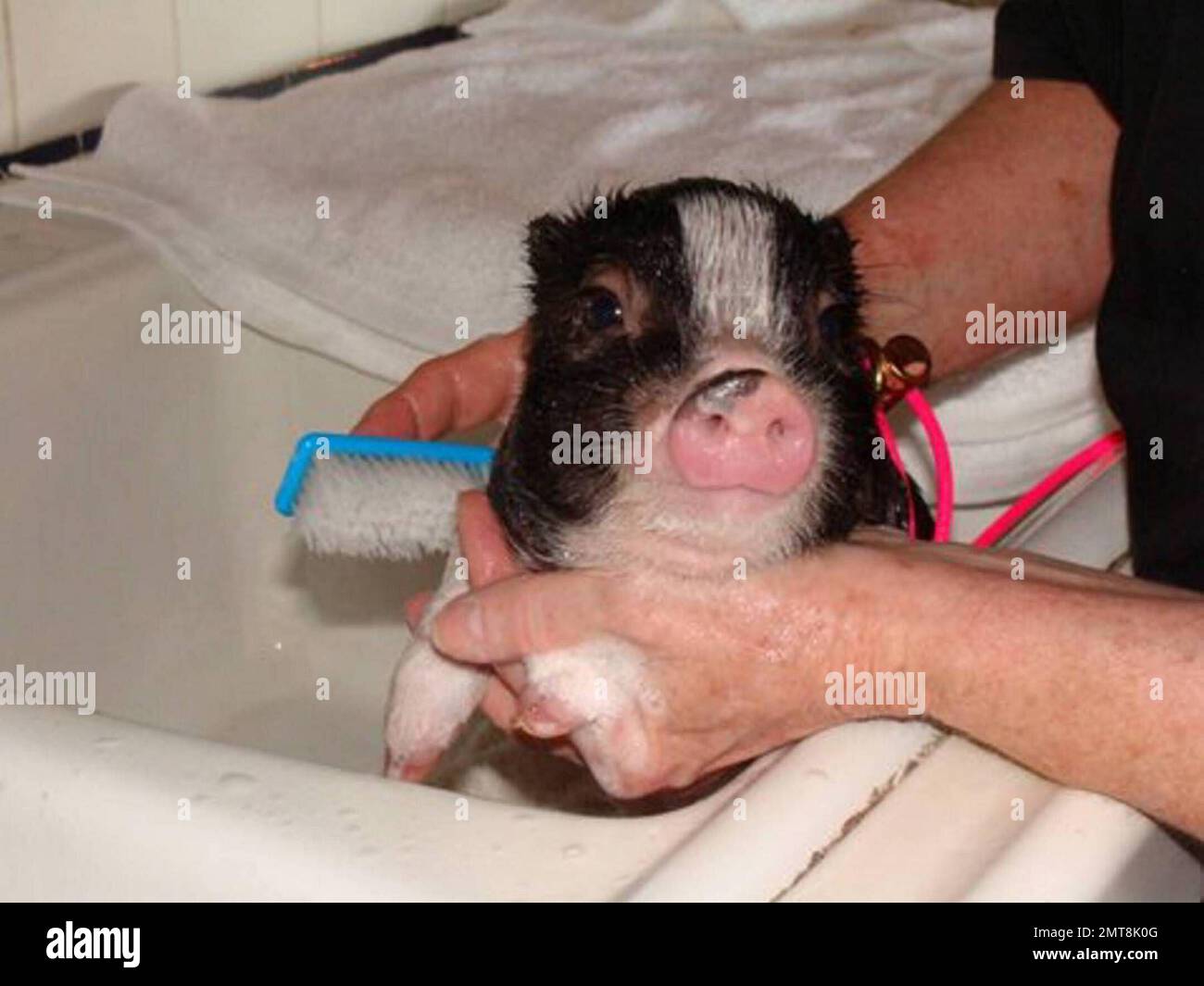 EXCLUSIVE!! This is Paris Hilton's adorable new pet Princess Pigelette ...