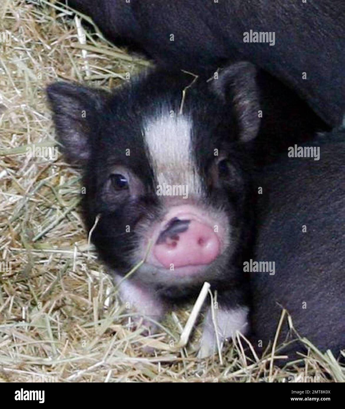 EXCLUSIVE!! This is Paris Hilton's adorable new pet Princess Pigelette ...