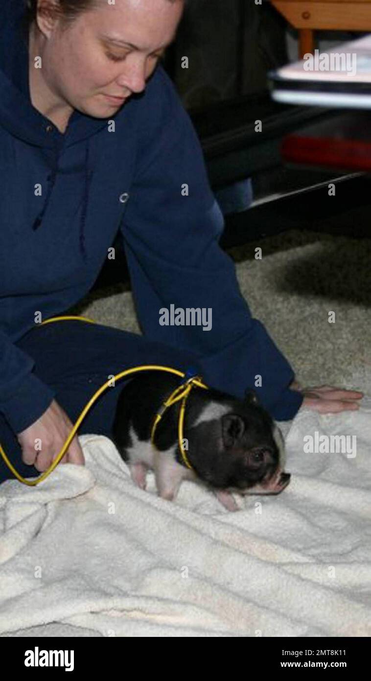 Mini pig care hi-res stock photography and images - Alamy