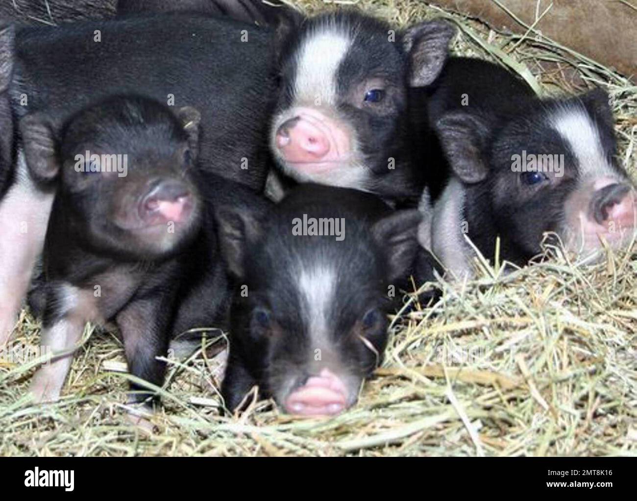 EXCLUSIVE!! This is Paris Hilton's adorable new pet Princess Pigelette ...