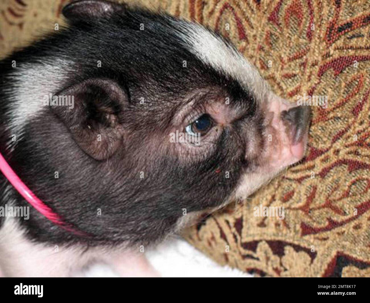Paris Hilton Pet Pig