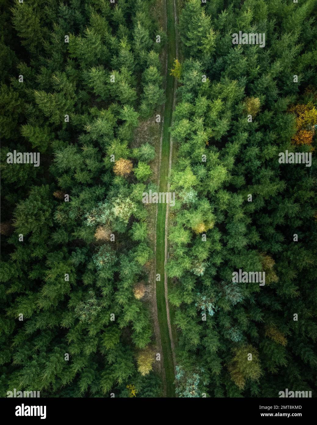 An aerial view of long narrow green road in the middle of lush green ...