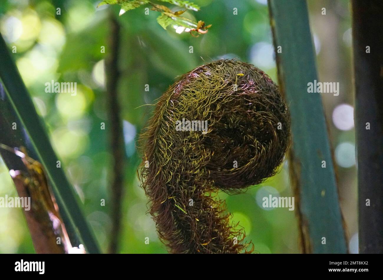 New zealand silver frond in forest hi-res stock photography and images ...