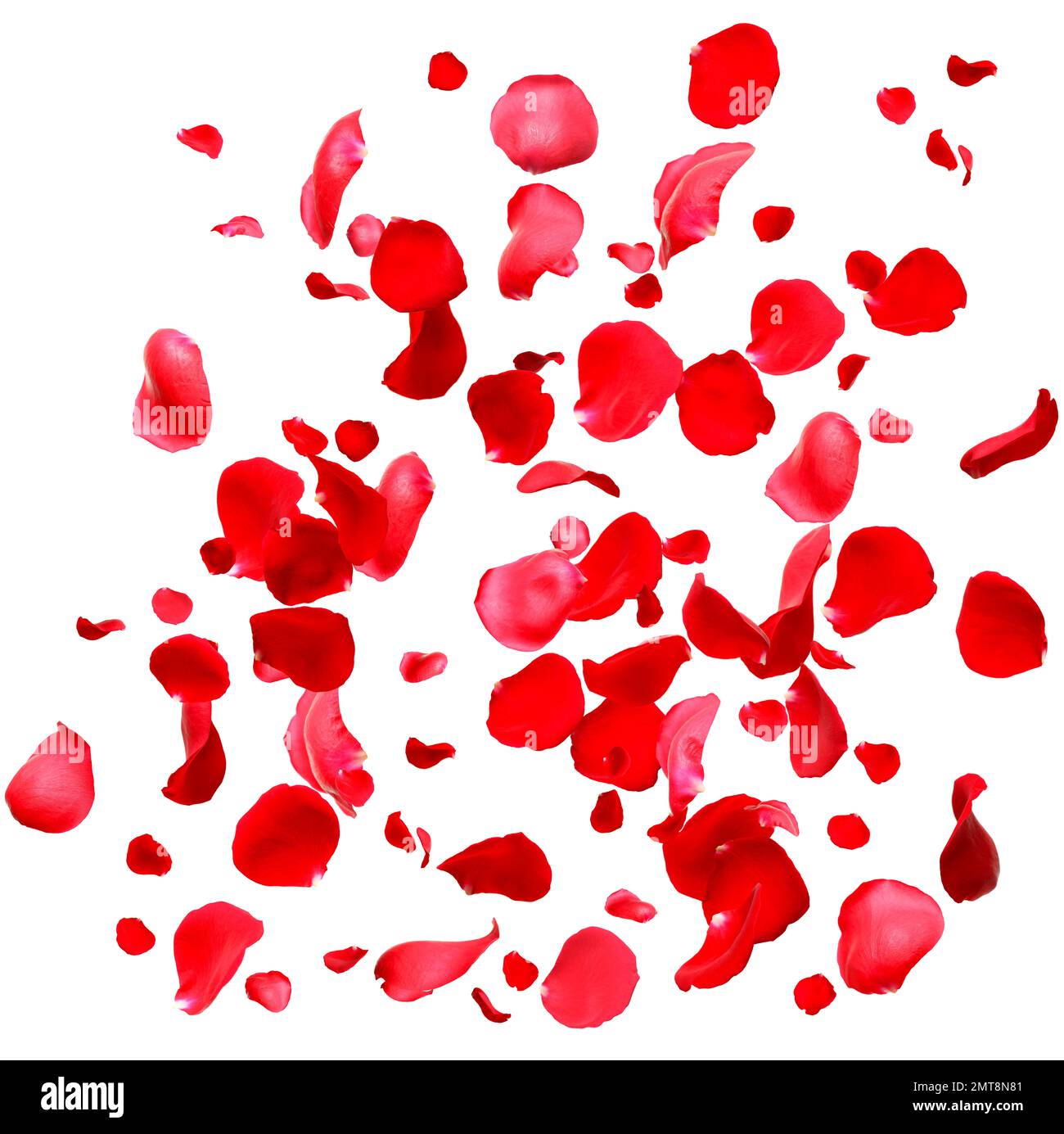 Flying fresh red rose petals on white background Stock Photo - Alamy